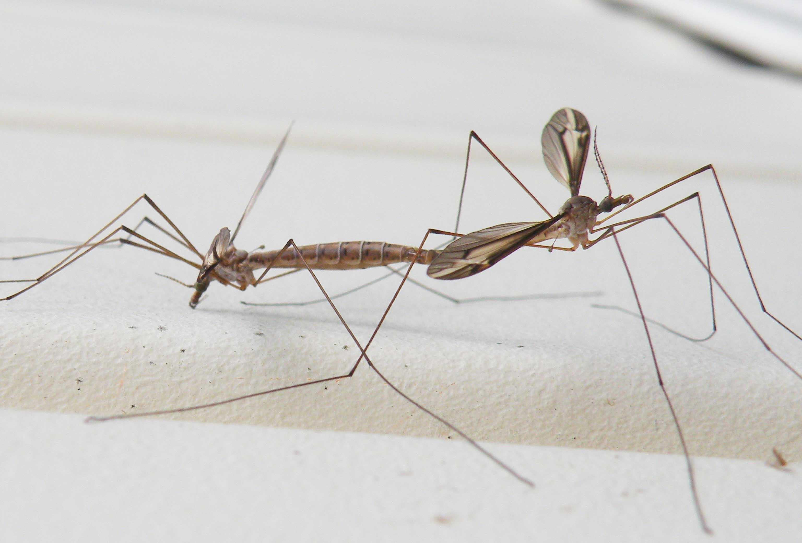 Cranefly Dry | The Catch and The Hatch