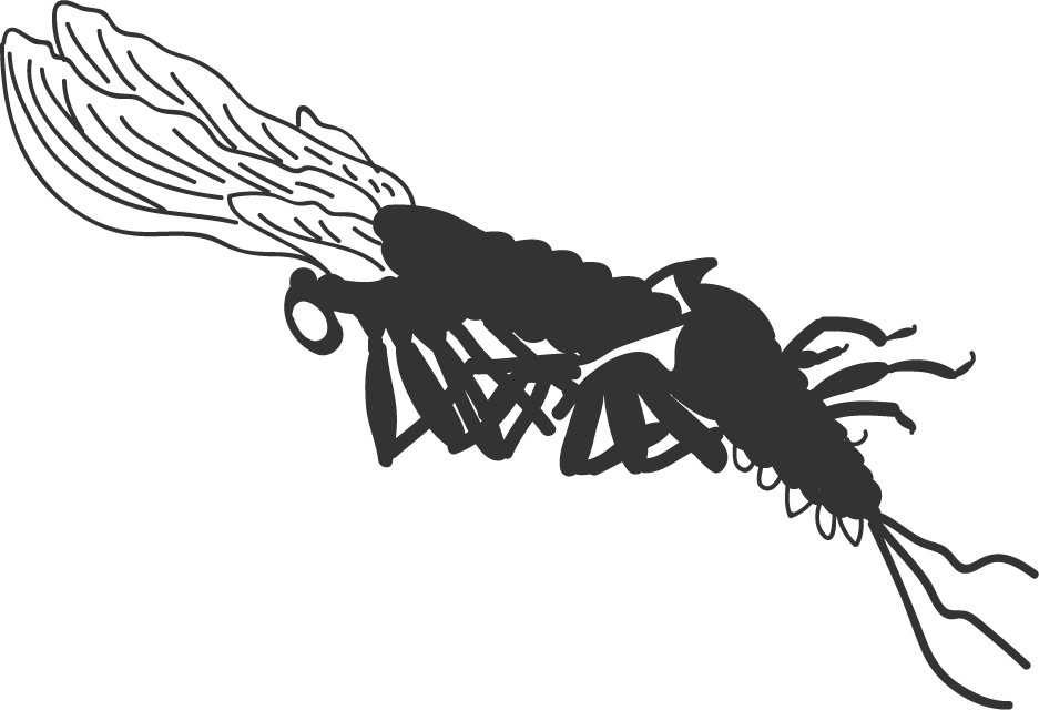 Mayfly Entomology Course | The Catch and The Hatch