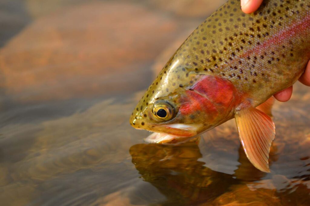 Tree Tips to Reading Water + Finding More Trout | The Catch and The Hatch