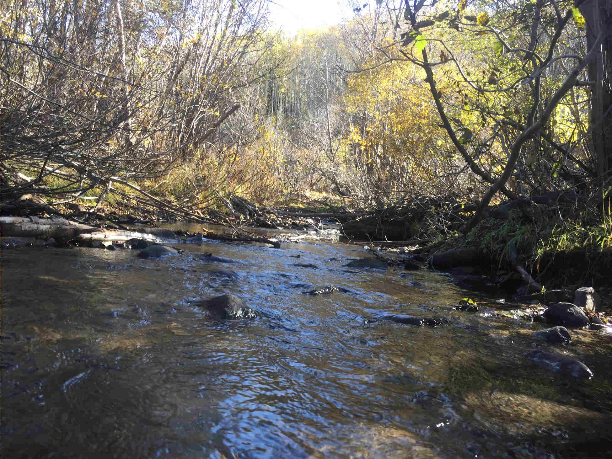 Ohio Creek | The Catch and The Hatch