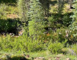 Barlow Creek | The Catch and The Hatch