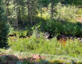 Barlow Creek | The Catch and The Hatch